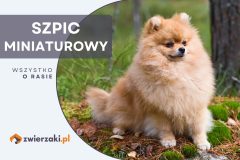 Szpic miniaturowy – opis rasy, cena, charakterystyka