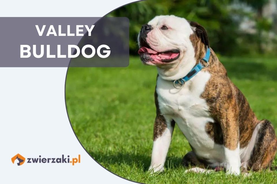 Valley bulldog – opis, charakter i wygląd psów