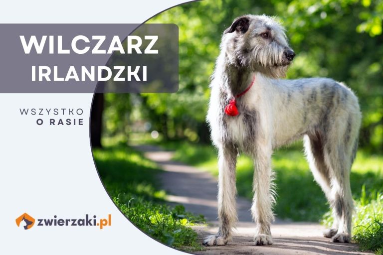 Wilczarz irlandzki – opis rasy, cena, charakter