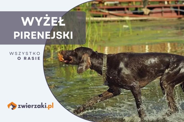 Wyżeł pirenejski – opis rasy, pielęgnacja i charakter