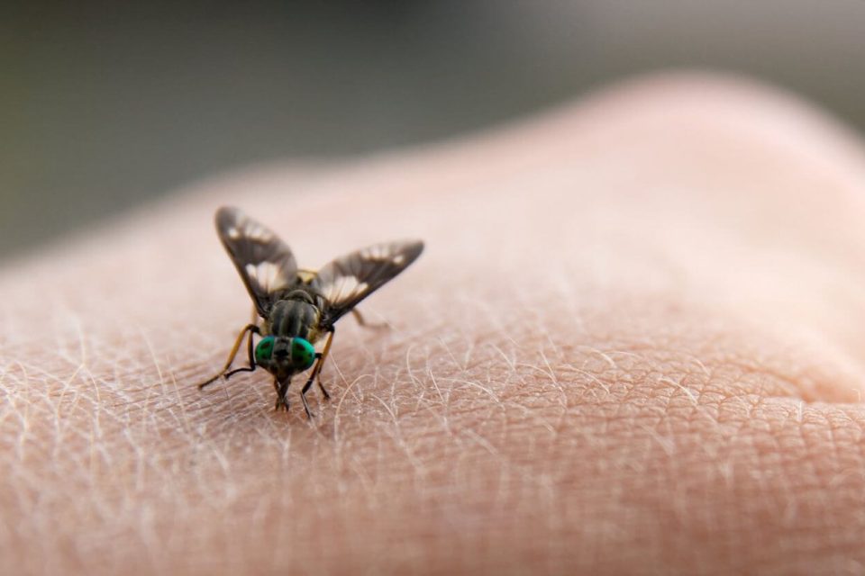 Owady – rodzaje, gatunki, opisy | Zwierzaki