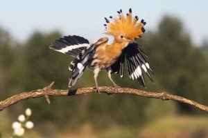 Ptaki śpiewające – rodzaje, gatunki, porady | Zwierzaki