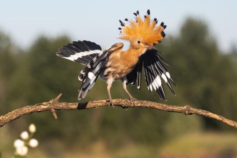 Modraszka – poznaj cechy tego uroczego ptaszka | Zwierzaki