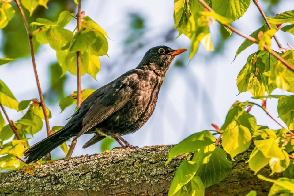 Ptaki odlatujące na zimę – ich gatunki i zwyczaje | Zwierzaki