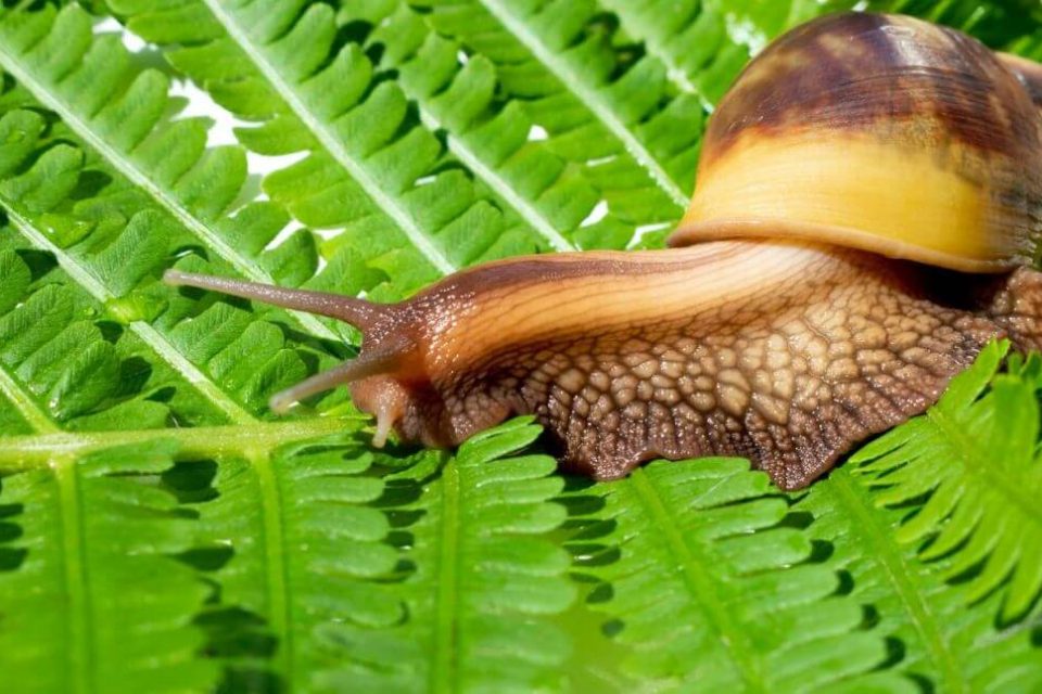 Ślimak afrykański Achatina – charakterystyka, hodowla