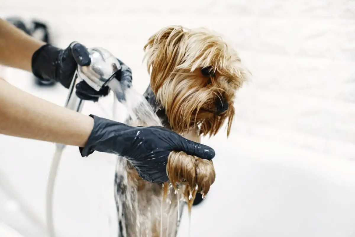 Preparat na stawy dla psa. Ranking psich suplementów