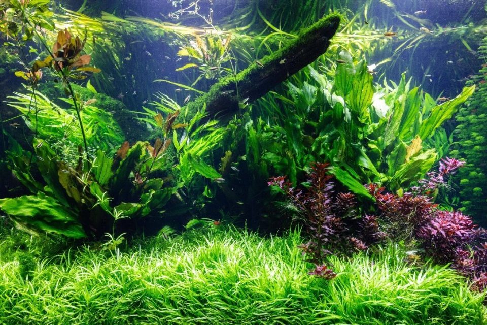 Rogatek – dla początkujących, do akwarium i oczka | Zwierzaki