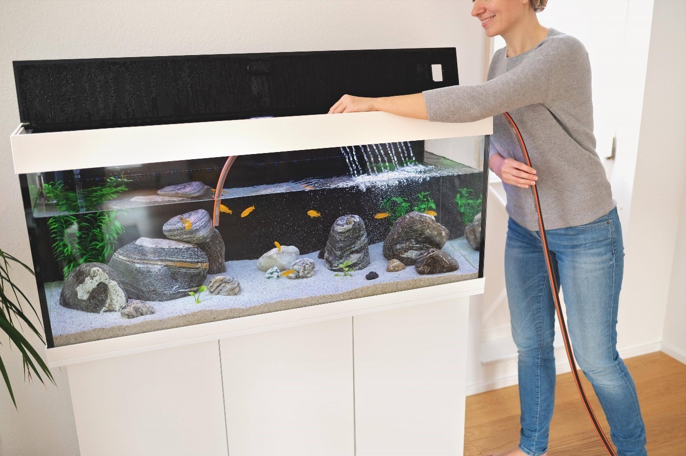 Rogatek – dla początkujących, do akwarium i oczka | Zwierzaki