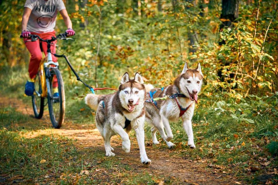 Jazda na rowerze z psem – przewodnik dla opiekunów