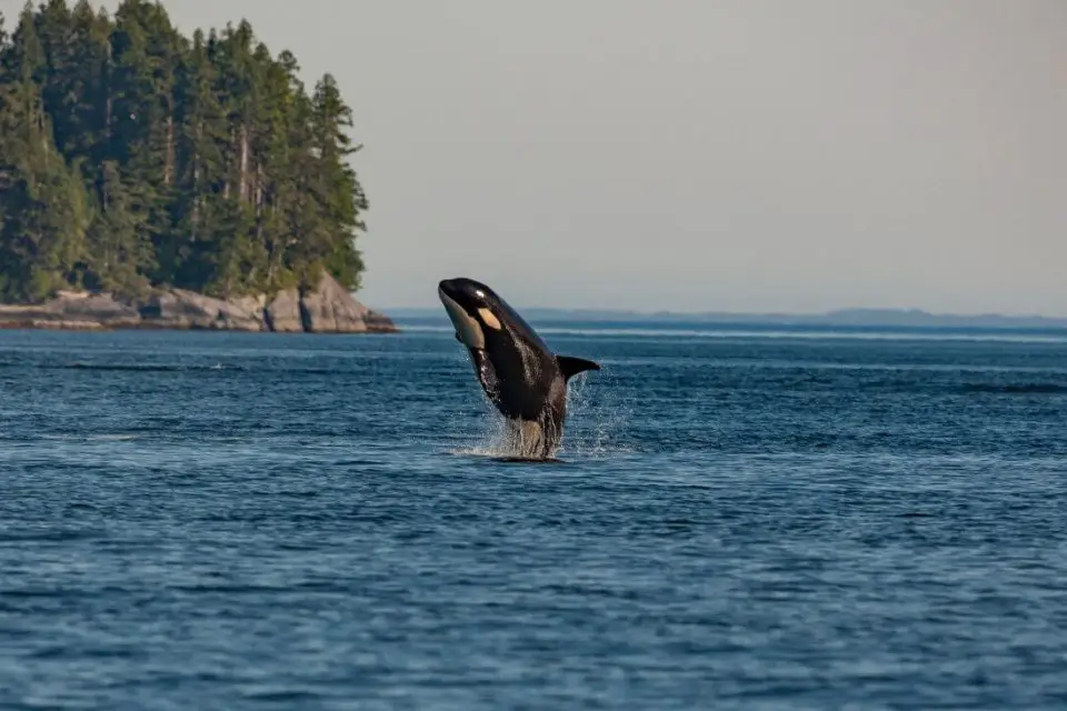 Orka oceaniczna – najważniejsze informacje o tym gatunku