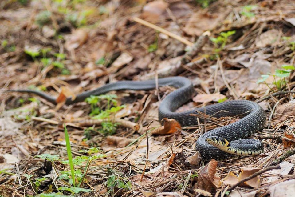Czarna mamba – informacje i ciekawostki o wężu drzewnym | Zwierzaki