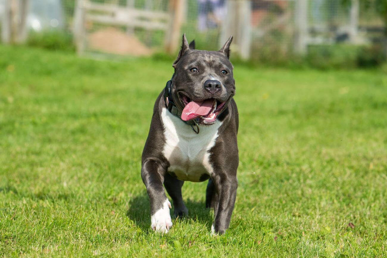 Amstaff: charakter, wychowanie i relacje z innymi