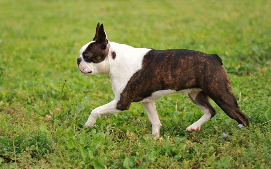 Boston terrier a buldog francuski – różnice i porównanie
