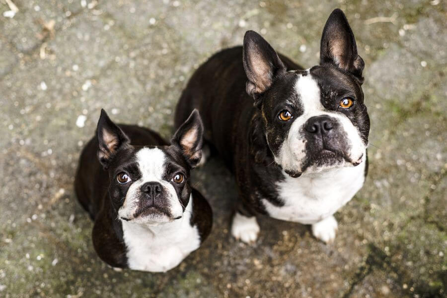 Boston terrier a buldog francuski – różnice i porównanie