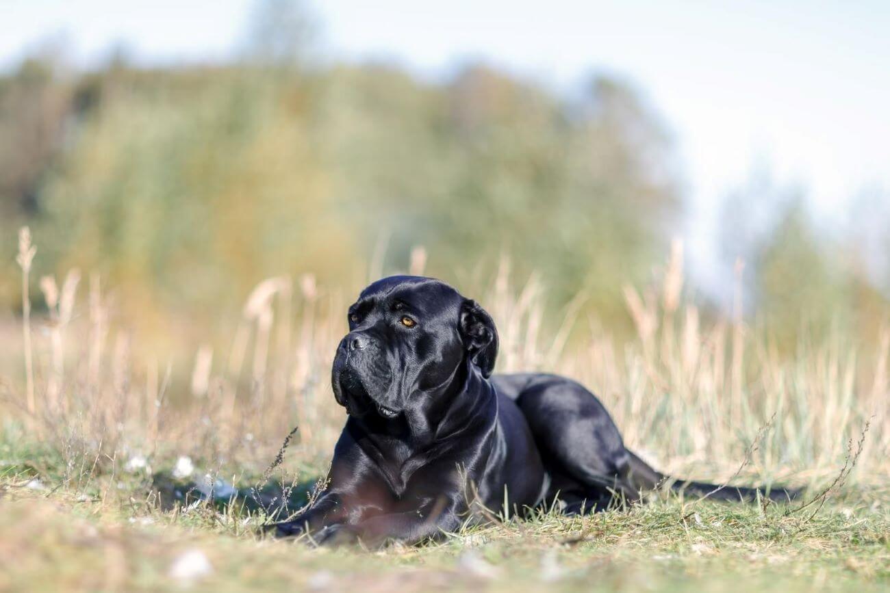 Cane corso – charakter | Zwierzaki Cane corso – charakter | Zwierzaki