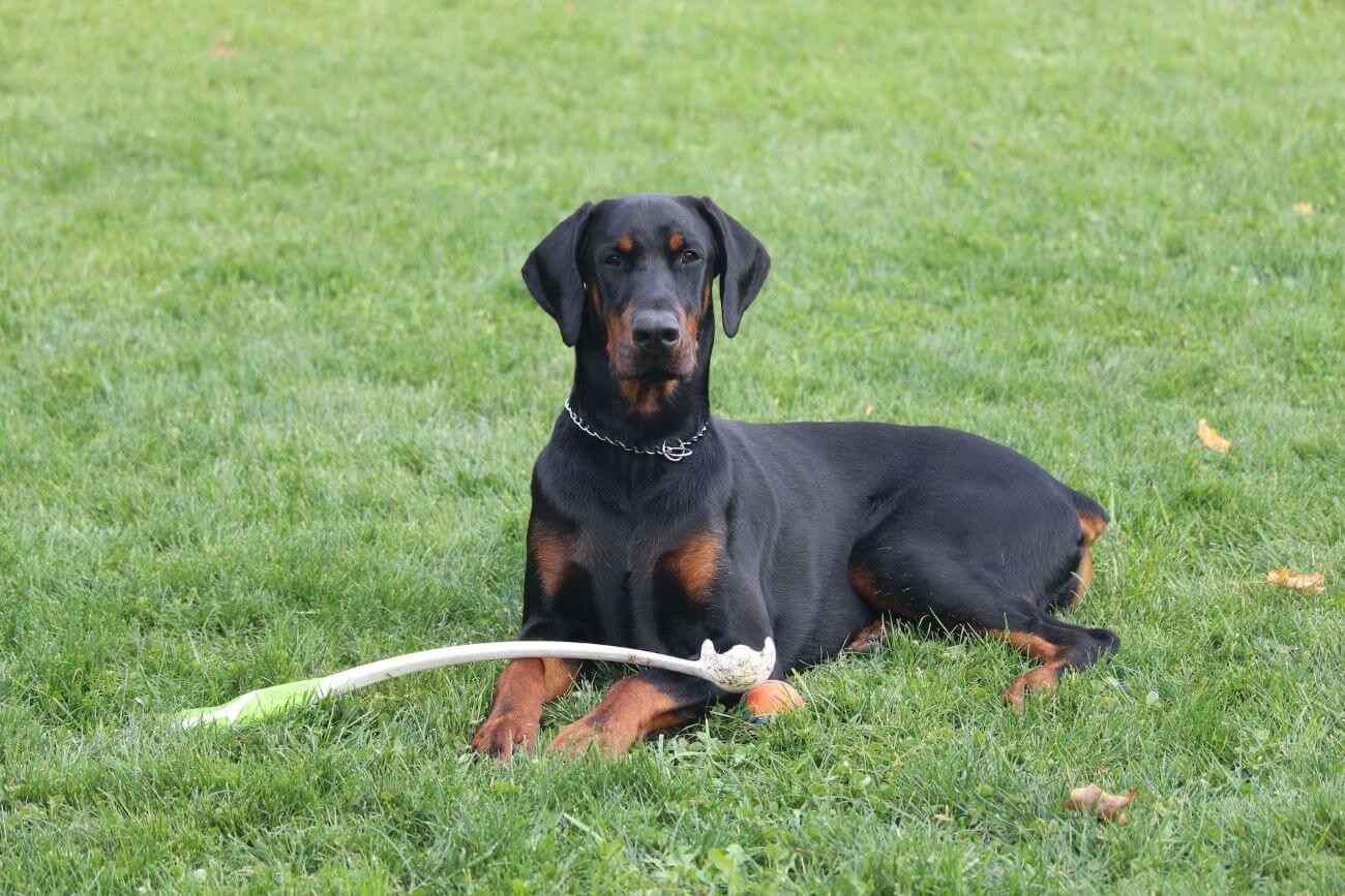 Doberman: charakter, wady i zalety rasy | Zwierzaki