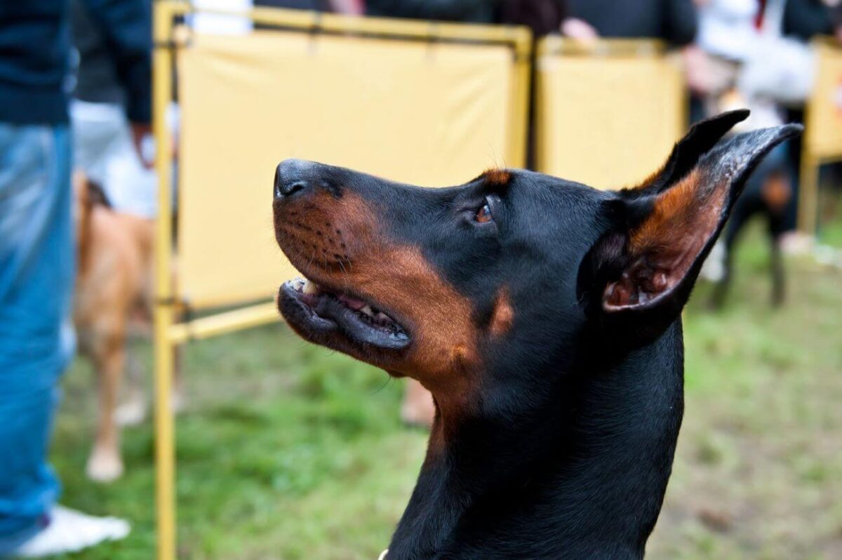 Dobermany: uszy. Praktyki i przepisy prawne | Zwierzaki