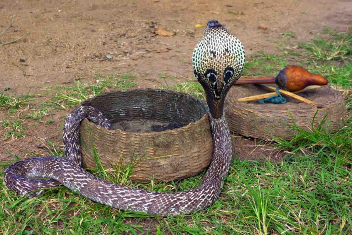 Pyton królewski, Python regius – opis gatunku | Zwierzaki