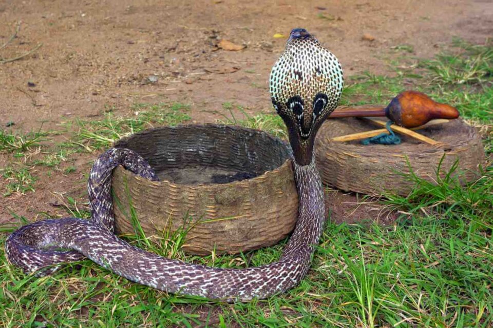 Kobra królewska – najważniejsze informacje i ciekawostki | Zwierzaki