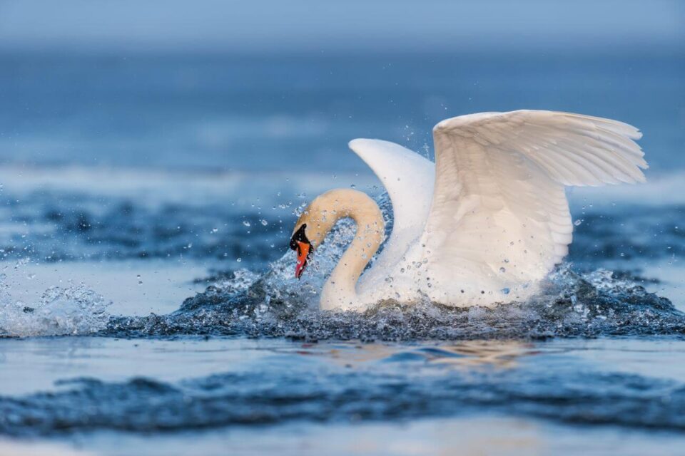 Łabędź – ciekawostki i sekrety gatunku | Zwierzaki