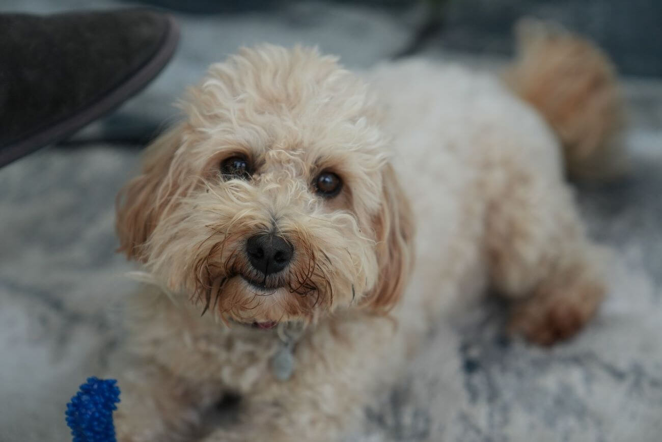 Maltipoo: ile żyje? Poznaj przewidywaną długość życia psiaka