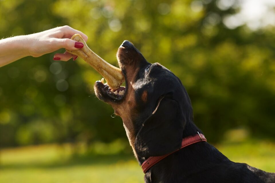 Toksokaroza (toxocara canis) – objawy i leczenie | Zwierzaki