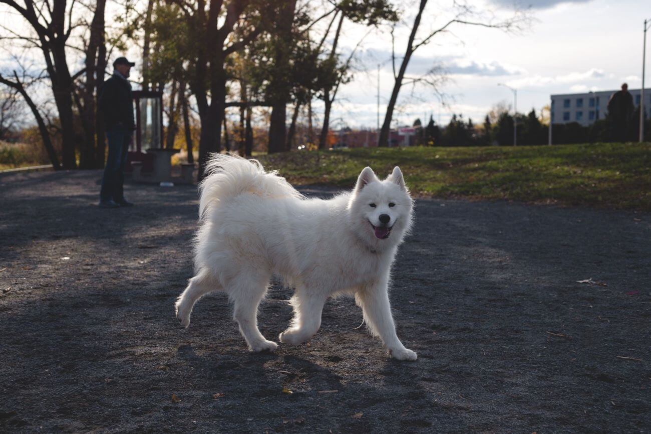 Samoyed czarny — fakty i mity o unikalnej sierści