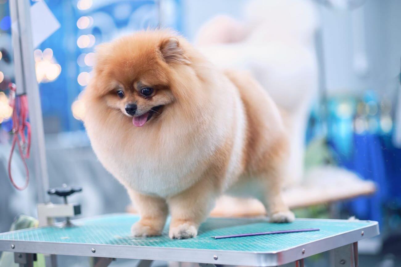Szpic miniaturowy: sierść czy włos? Pielęgnacja pomeraniana