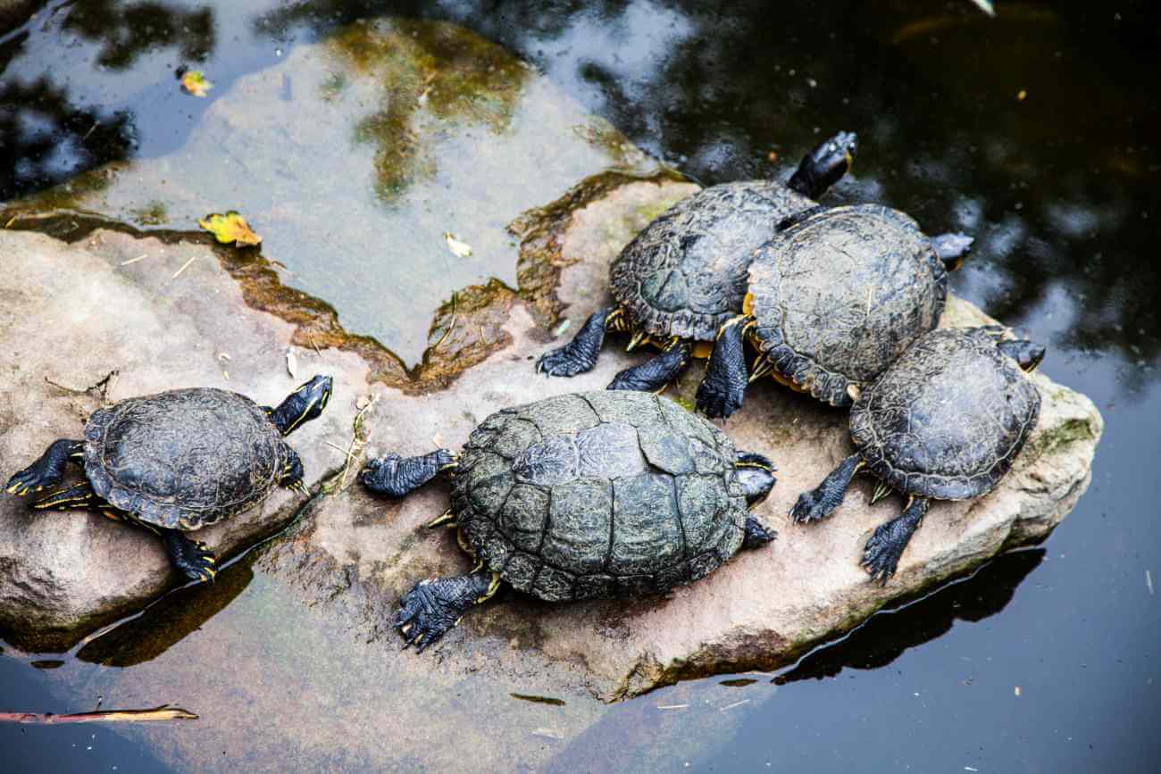 Żółw skórzasty (Dermochelys coriacea) – oceaniczny olbrzym