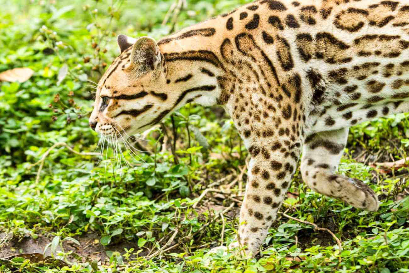 Leopardus pardalis – fascynujący świat ocelotów | Zwierzaki