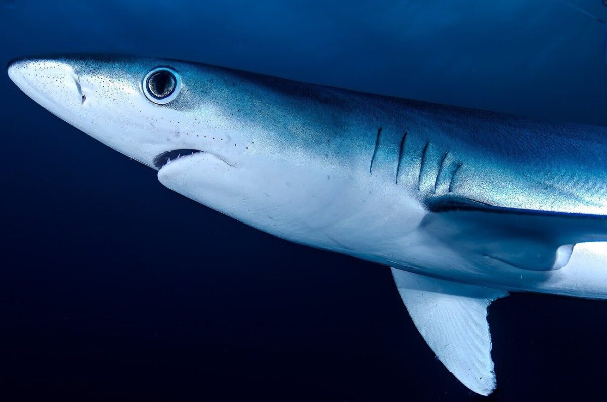 Ile żyją ryby akwariowe? Poznaj rekordzistów | Zwierzaki