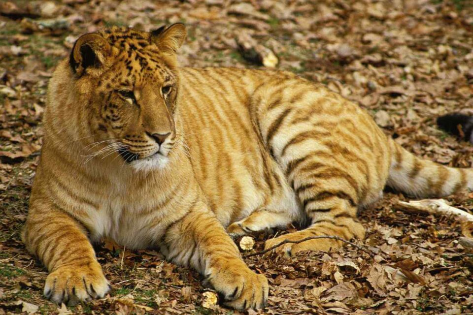 Tyglew – hybryda lwa i tygrysa. Dowiedz się o tej krzyżówce!