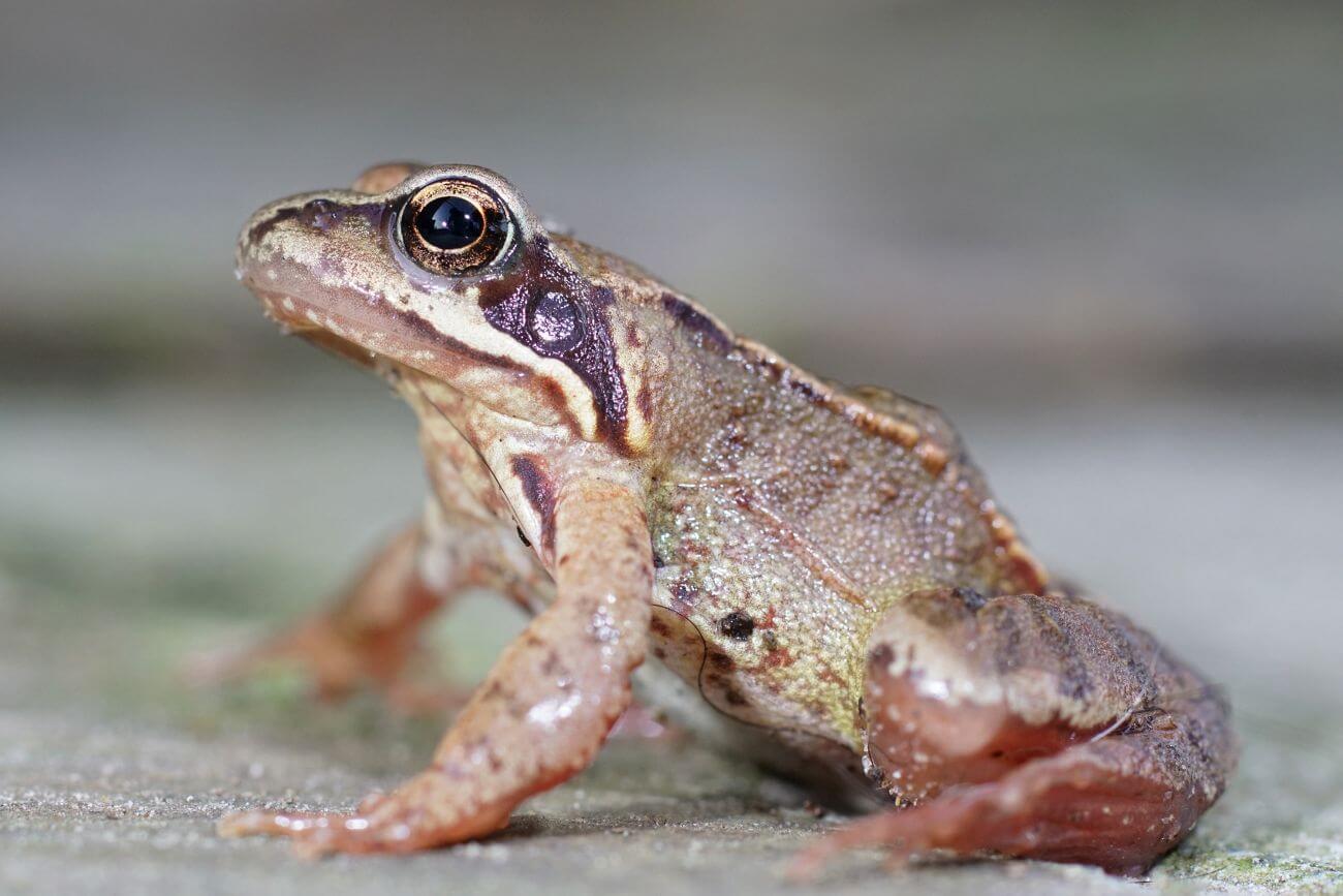 Legrys – największy kot świata i hybryda tygrysa oraz lwa