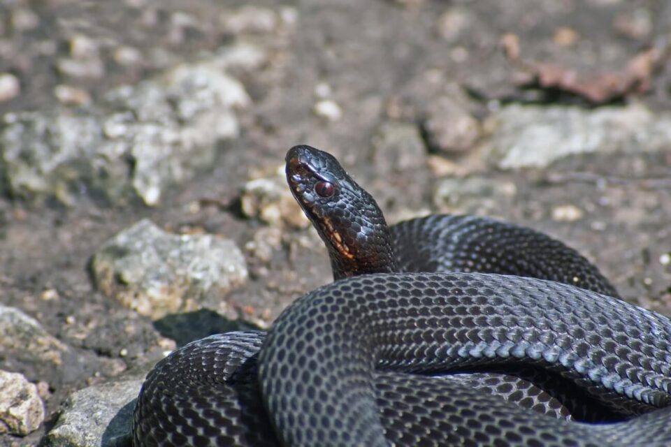 Zaskroniec zwyczajny (Natrix natrix) – co to za gatunek?
