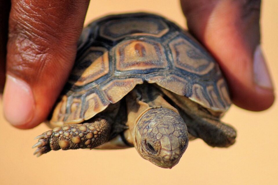 Żółw domowy – opis gatunków, hodowanie żółwia w domu | Zwierzaki